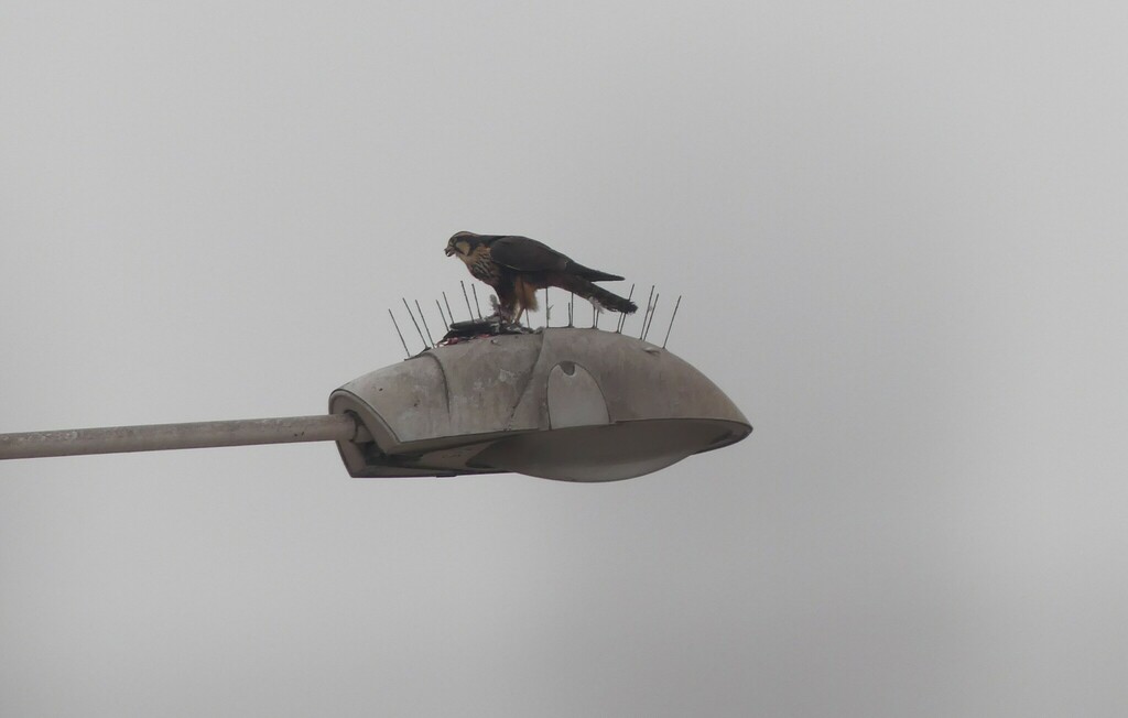 Aplomado Falcon from Antofagasta, Chile on June 30, 2024 at 04:46 PM by ...