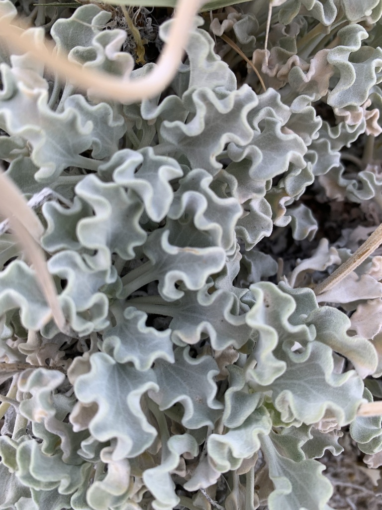 Ash Meadows Sunray in June 2024 by Duncan Bell · iNaturalist