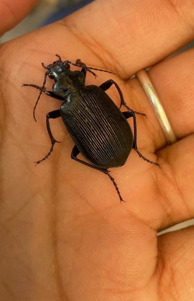 Black Caterpillar Hunter from Zamorano, San Antonio De Oriente ...