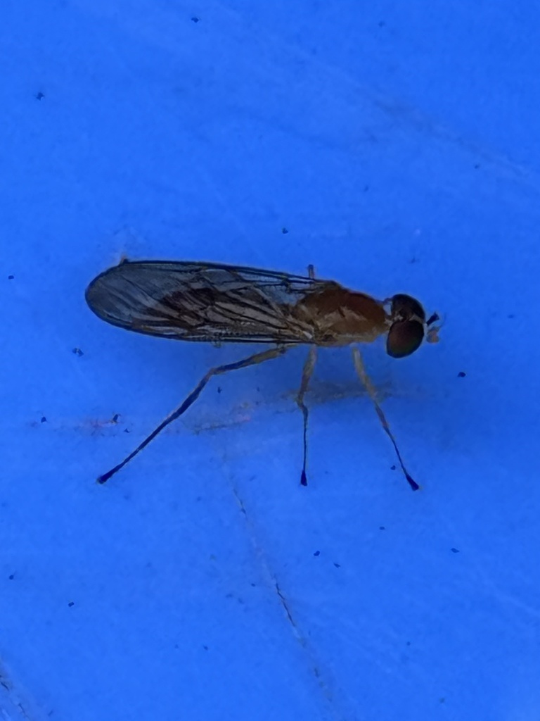 Compost Fly from Springer St, Middlesex Centre, ON, CA on July 01, 2024 ...