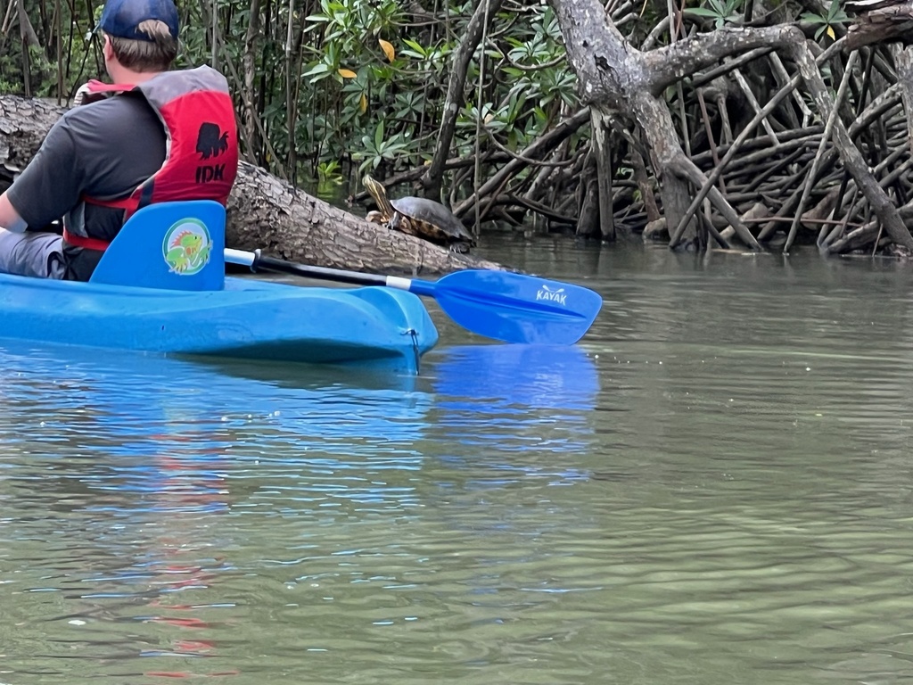 Sliders in July 2024 by Matthew. Lifer · iNaturalist