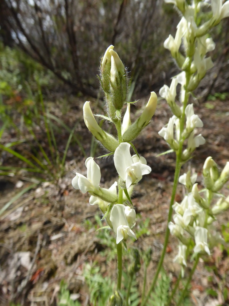 field locoweed from Blaeberry Valley, BC, Canada on June 28, 2024 at 12 ...