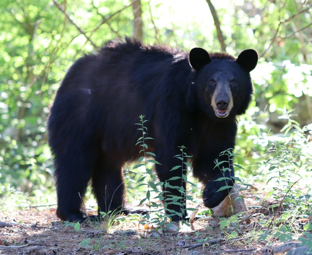 American Black Bear in July 2024 by Nils Helstrom. Immediately ...