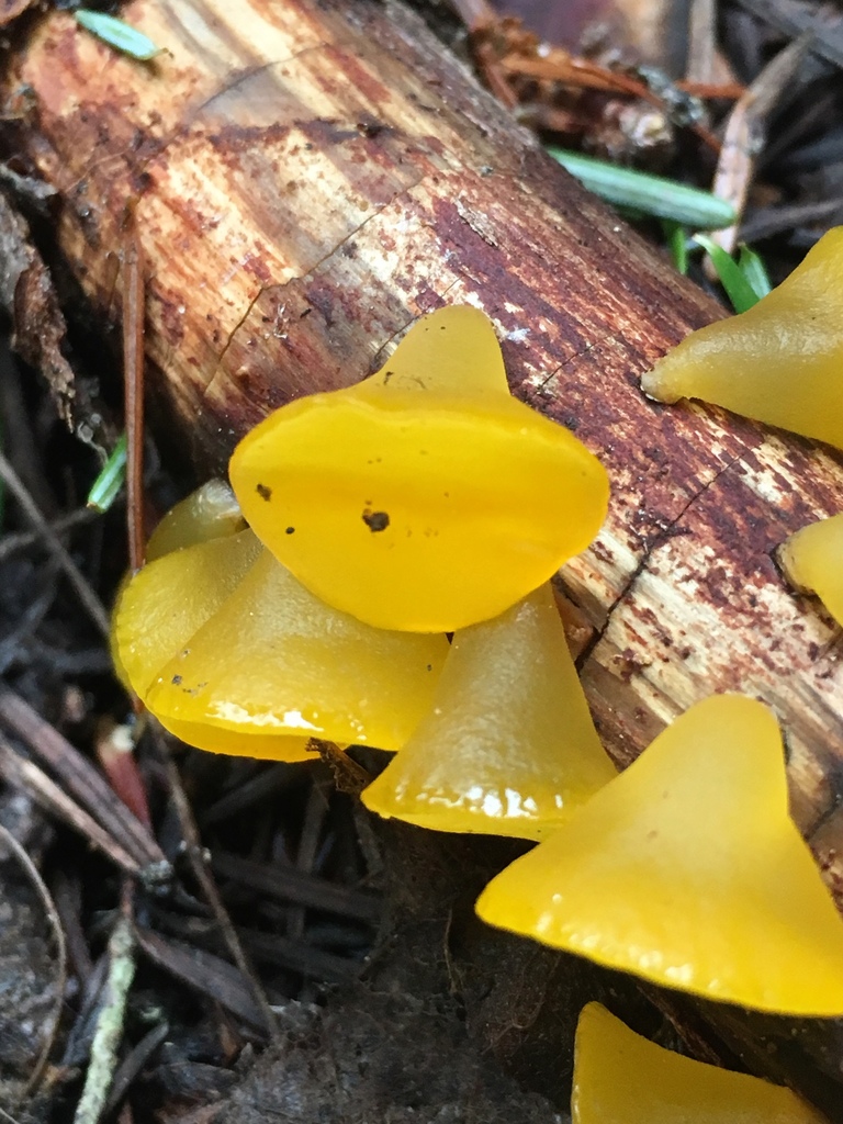alpine jelly cone (HX - Flora & Fauna of Agostini National Park ...