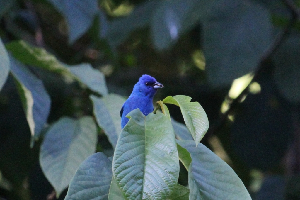Indigo Bunting in July 2024 by Danica. Eating bugs(?) · iNaturalist