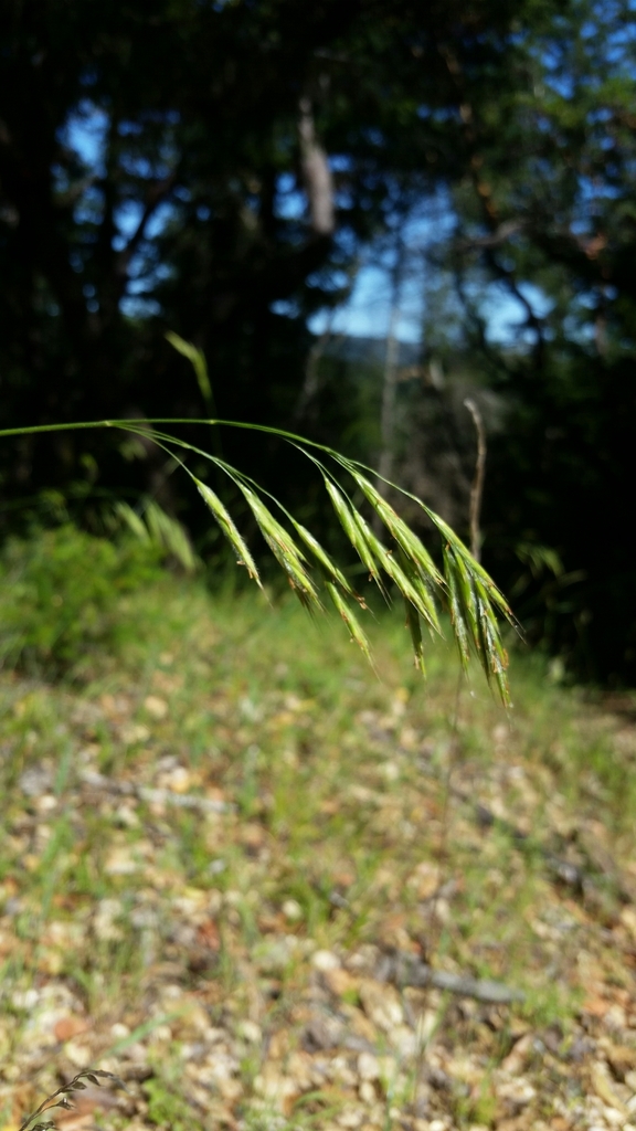 Woodland Brome (Plants of Mount Burdell (CNPS list with pictures ...