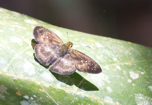 Gerosis tristis · NaturaLista Colombia