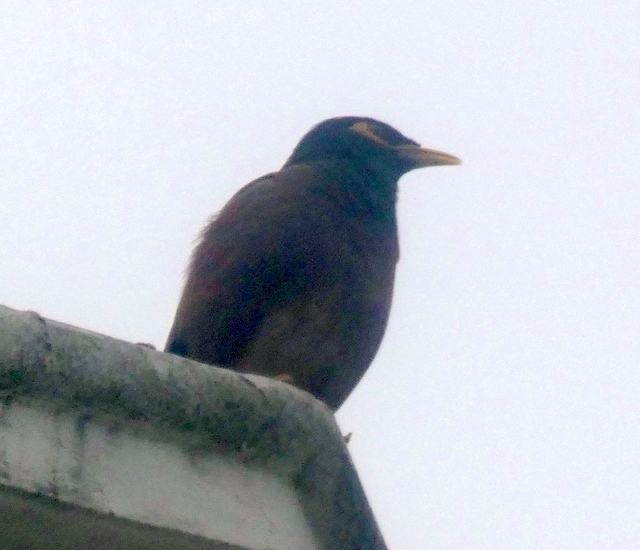 Common Myna from Vientiane, Laos on July 1, 2024 at 08:25 AM by Louis ...