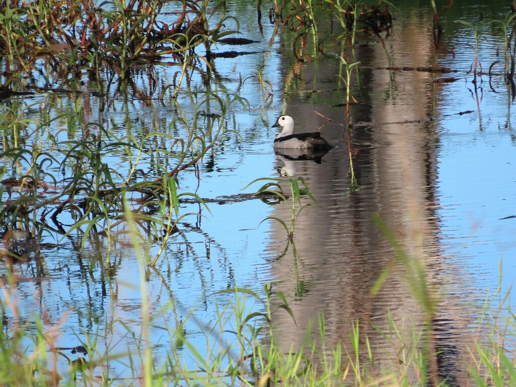 Cotton Pygmy-Goose from Rockhampton QLD, Australia on October 26, 2022 ...