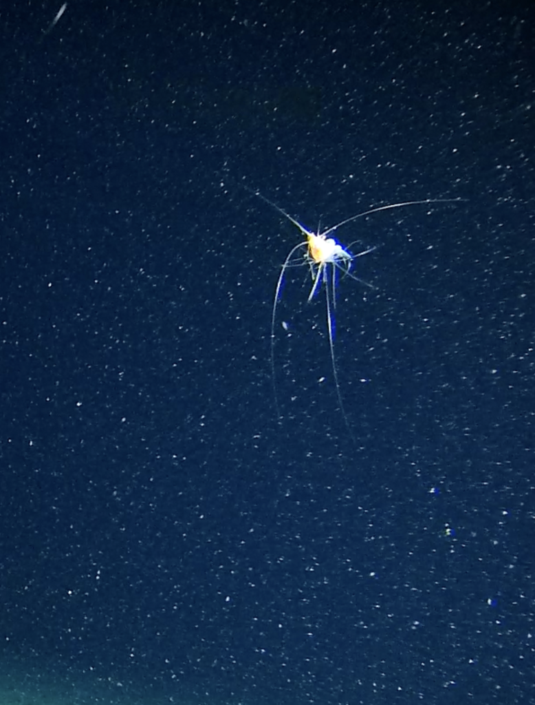 Decapods on June 4, 2024 at 01:00 PM by jgrimshaw. 660m water depth ...