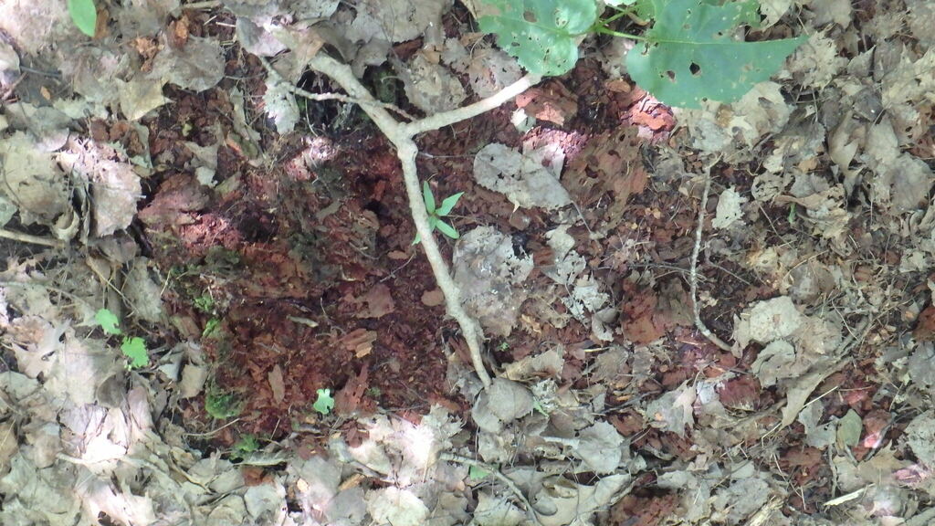 Dry Rot from Brown County, WI, USA on June 26, 2024 at 11:31 AM by Matt ...