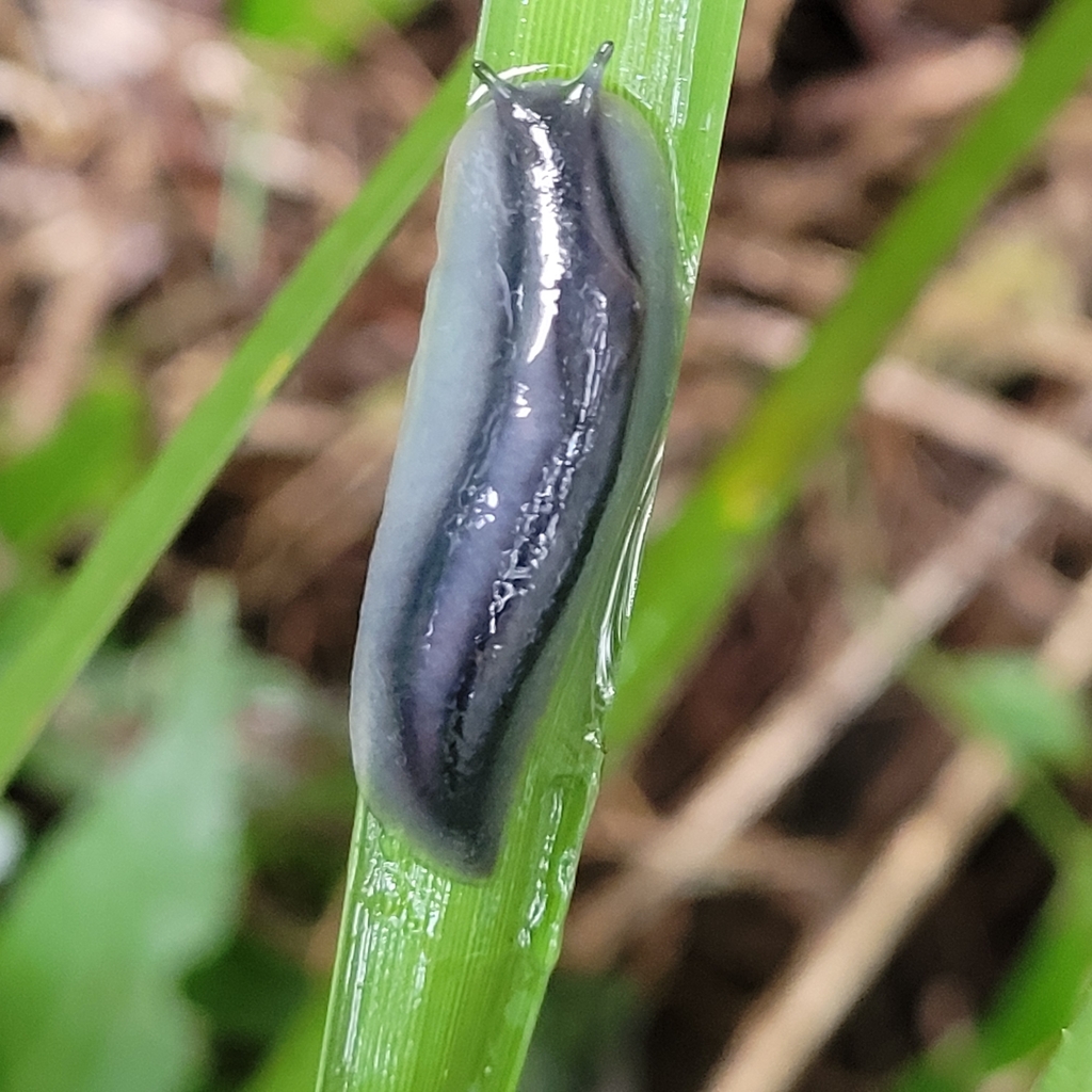 Red Triangle Slug from North Branch QLD 4370, Australia on July 2, 2024 ...