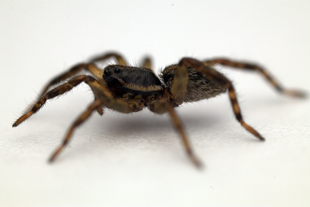Garden Wolf Spider from Ruawai, New Zealand on June 17, 2023 at 02:13 ...
