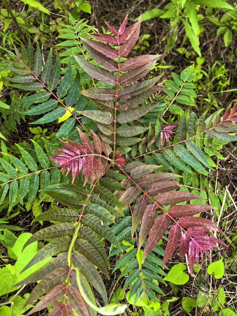 Tun tree from Wuxi, CN-JS, CN on July 2, 2024 at 08:48 AM by ...
