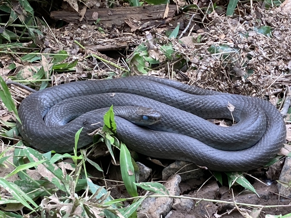 Northern Black Racer in July 2021 by ssb1990 · iNaturalist
