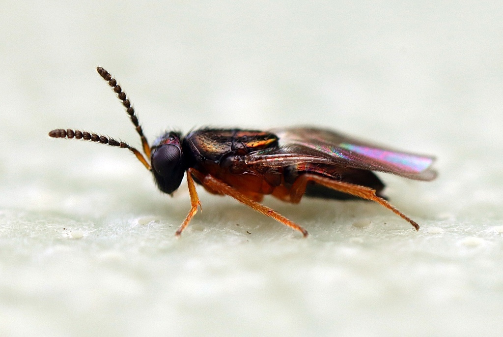 Tachinaephagus from Ruawai, New Zealand on June 23, 2024 at 12:38 PM by ...