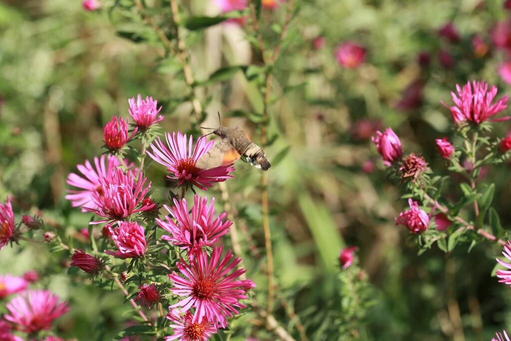 Eurasian Hummingbird Hawkmoth from 中国北京市海淀区 on September 21, 2019 at 10 ...