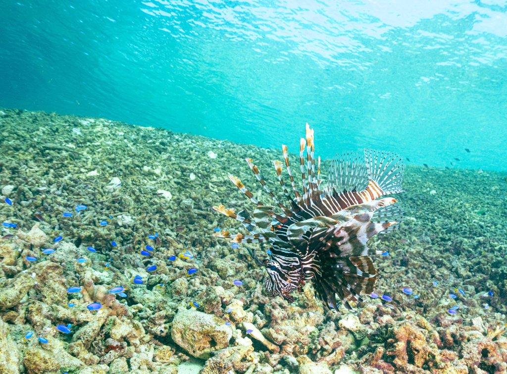 Common Lionfish from Sumbawa, Nusa Tenggara Barat, Indonesia on June 28 ...