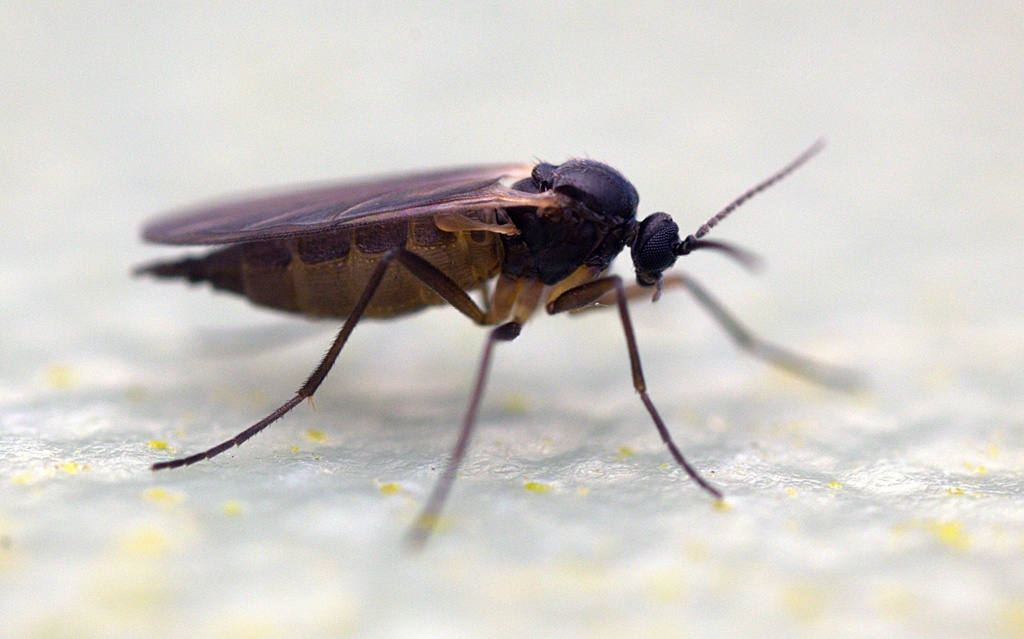 Dark-winged Fungus Gnats from Ruawai, New Zealand on June 27, 2024 at ...