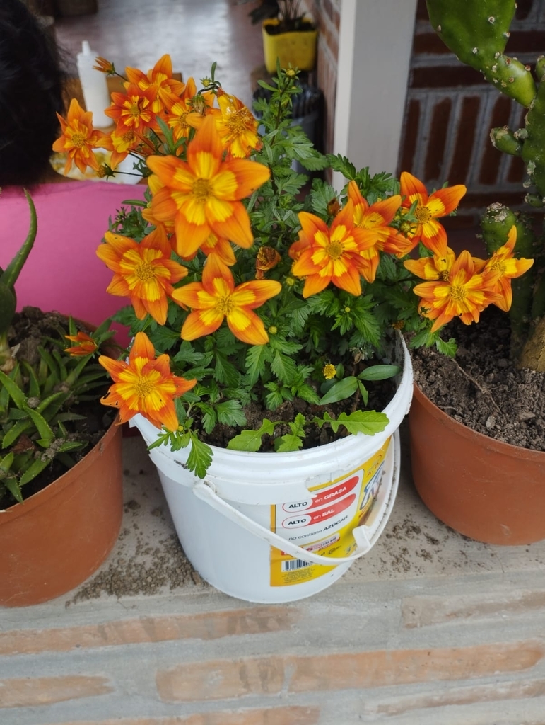 flowering plants from 9GGH+WHV, San Antonio de Pucará, Ecuador on May ...