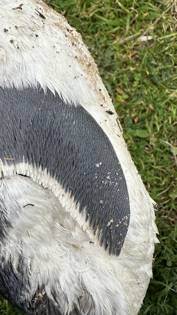 Little Penguin from Bay Trl, Safety Beach, VIC, AU on July 2, 2024 at ...