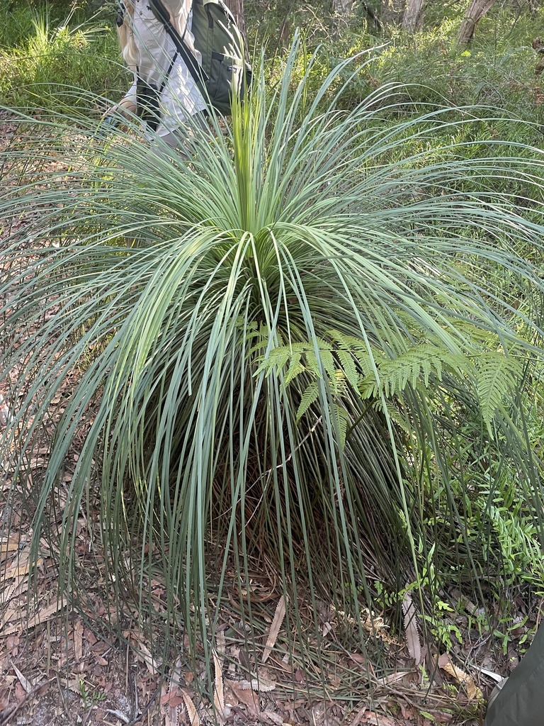 Xanthorrhoea latifolia from K'Gari (Fraser Island) Recreation Area ...