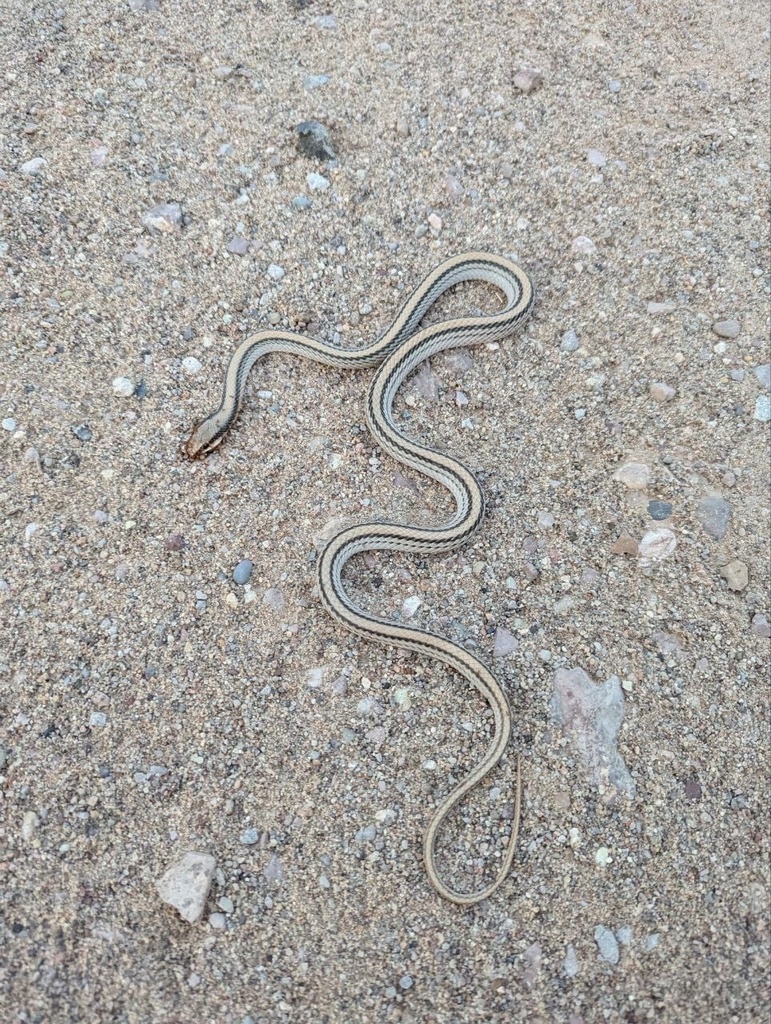 Big Bend Patchnose Snake from Las Vistas Dr, Las Cruces, NM, US on July ...