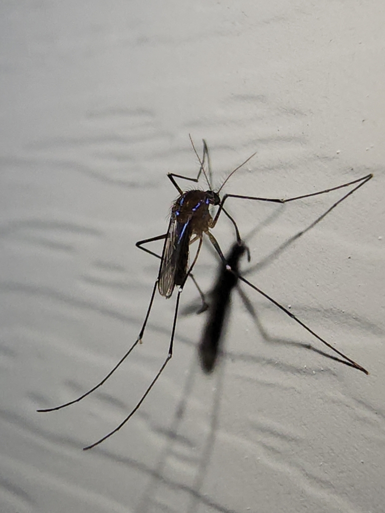 Sapphire-striped Mosquito from Blythewood, SC, USA on July 1, 2024 at ...