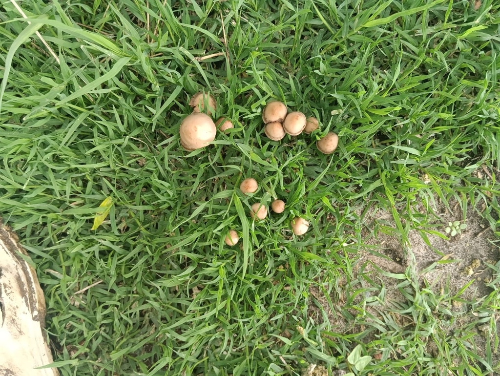 Banded Mottlegill from El Bordito, Jerécuaro, Gto., México on July 1 ...