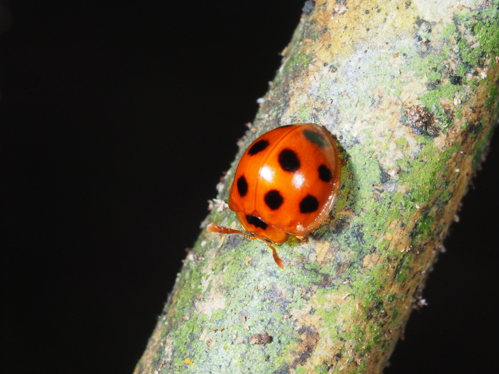 Lady, Fungus, Scavenger, and Bark Beetles from 马来西亚 Sabah, Sandakan ...