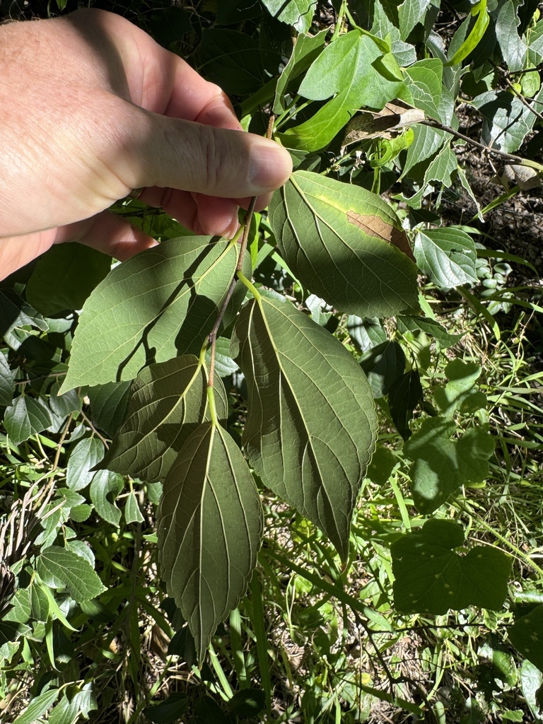 Chinese Hackberry in June 2024 by cwelden_ecp · iNaturalist