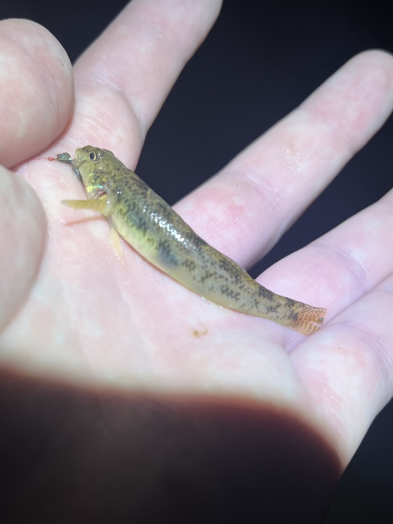 Tessellated Darter from Camp Council Rd, Phoenixville, PA, US on July 1 ...