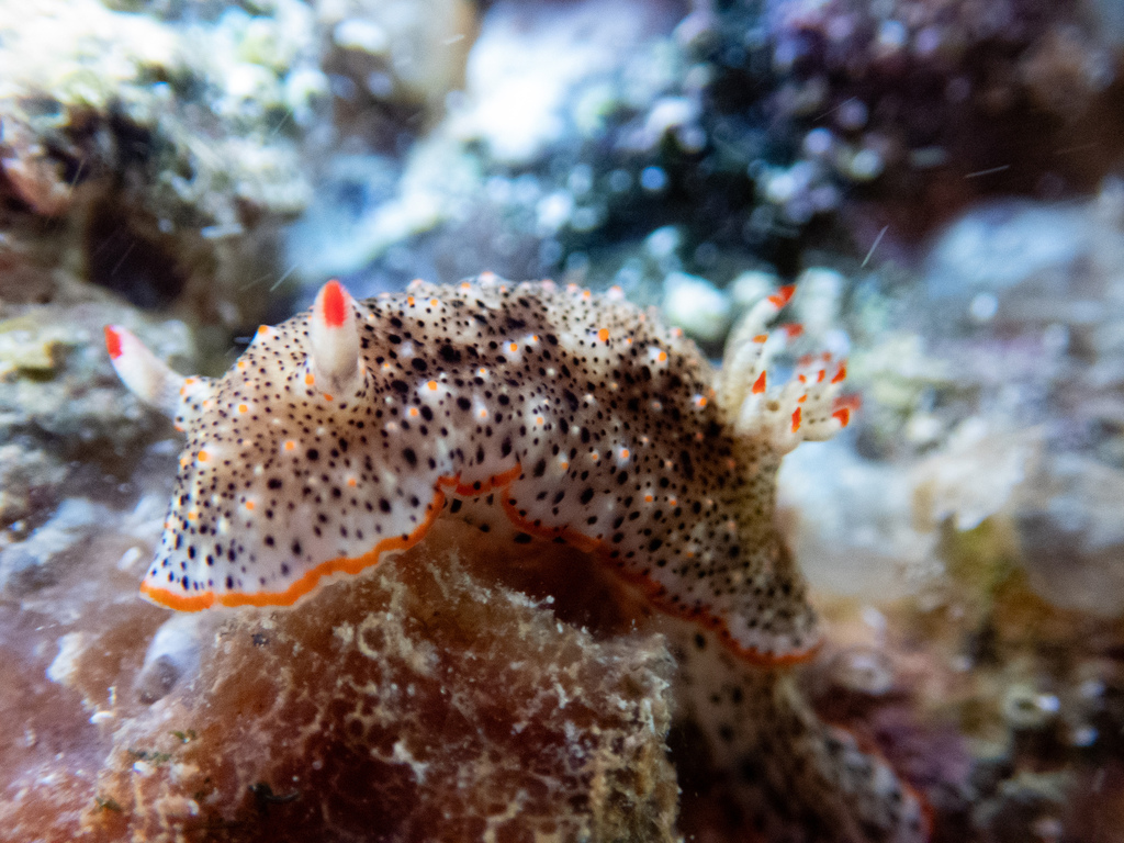 Dall's Chromodorid from Calerita on May 3, 2024 at 03:36 PM by Ismael ...