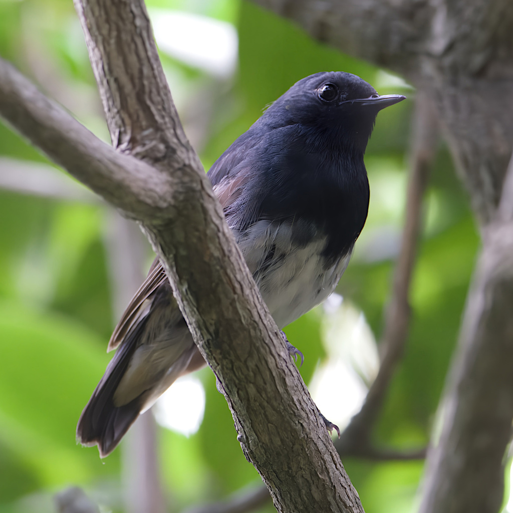 Blackthroat in June 2024 by Sun Jiao · iNaturalist