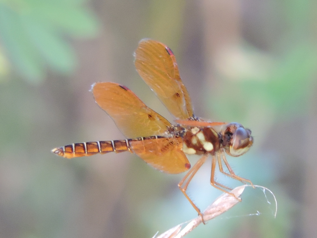 Eastern Amberwing from Mosque Point Park, Fort Worth, Texas on June 14 ...