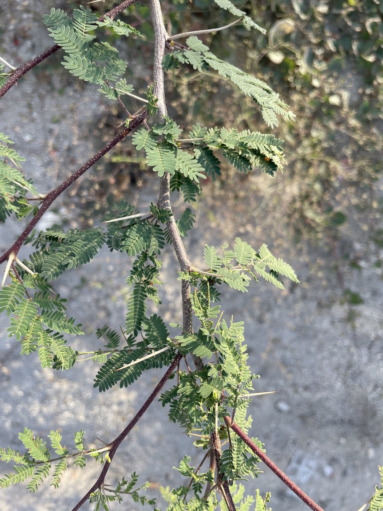 Sweet acacia from Los Cabos, BCS, Mexico on June 28, 2024 at 05:59 PM ...