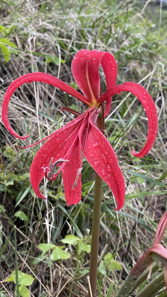 Aztec Lily from Autopista Cuernavaca - México, Tepoztlán, Mor., MX on ...