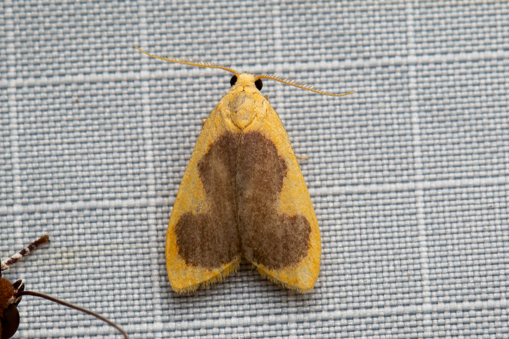 Lichen Moths from MCM Nature Discovery Villa (Stephen's Place), Fraser ...
