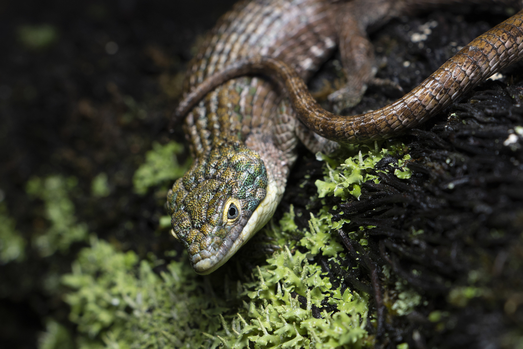 Terrestrial Arboreal Alligator Lizard in June 2024 by DANIEL SANCHEZ ...