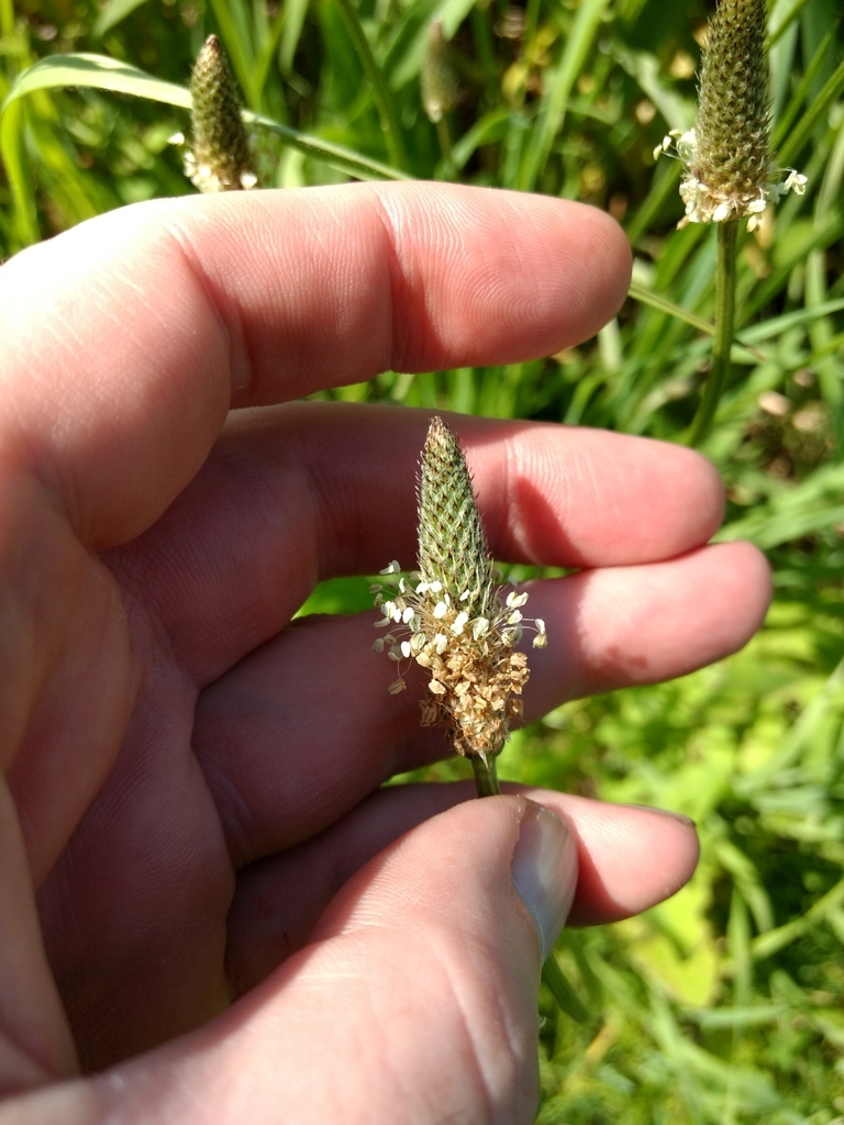 ribwort plantain from Glastonbury Center, Glastonbury, CT, USA on May ...