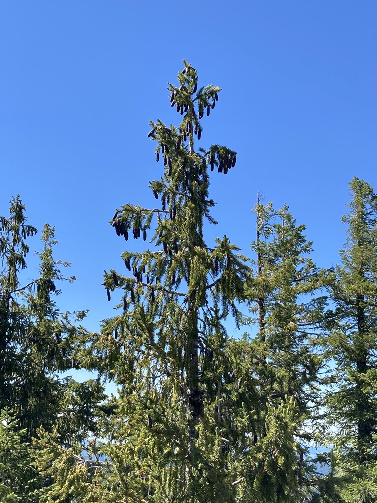 Brewer's spruce from Rogue River-Siskiyou National Forest, Port Orford ...