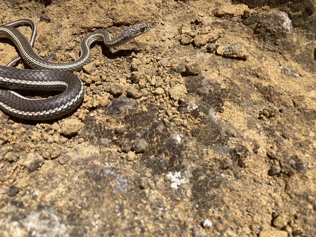 Desert Striped Whipsnake in July 2024 by Beth Sheppard · iNaturalist