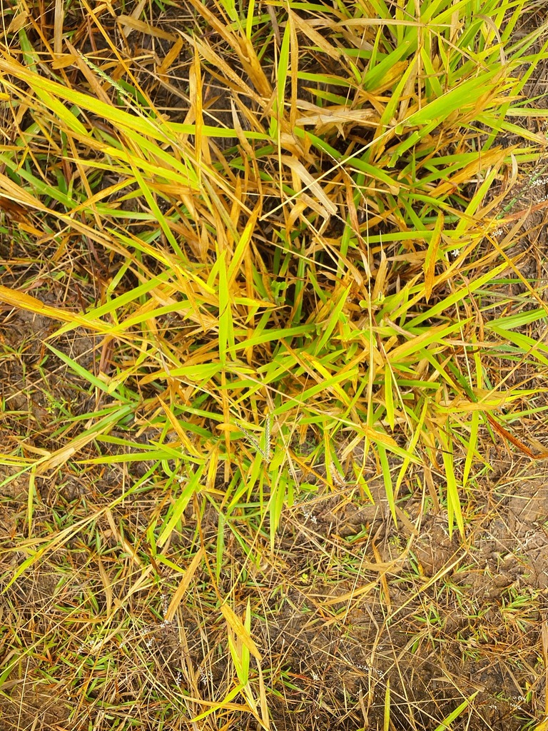 spreading liverseed grass in June 2024 by Ian Parsons · iNaturalist