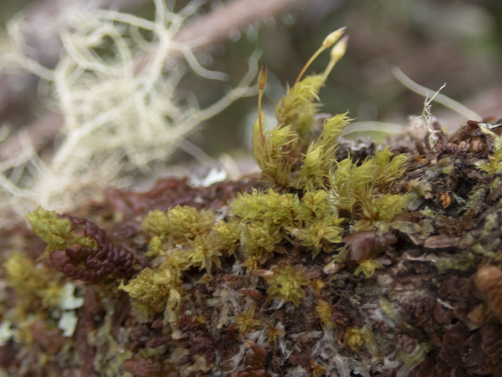 Lewinskya tasmanica from Balook VIC 3971, Australia on July 24, 2022 at ...