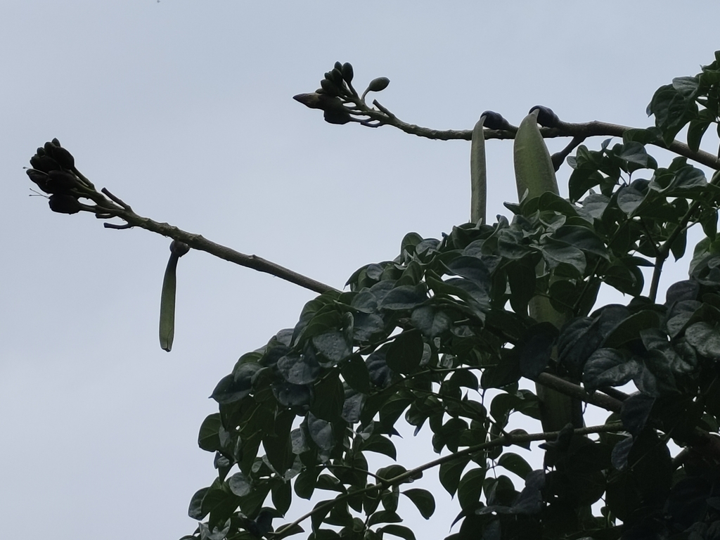 Indian trumpet tree from Yuxi, CN-YN, CN on July 2, 2024 at 01:39 PM by ...