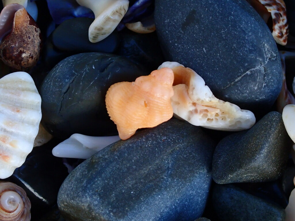 Mipus arbutum from Woolgoolga NSW 2456, Australia on July 02, 2024 at ...