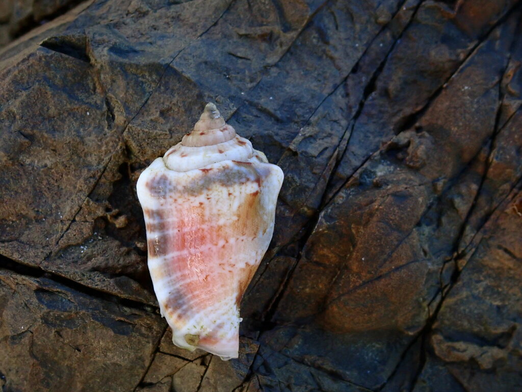 Variable Stromb from Woolgoolga NSW 2456, Australia on July 2, 2024 at ...