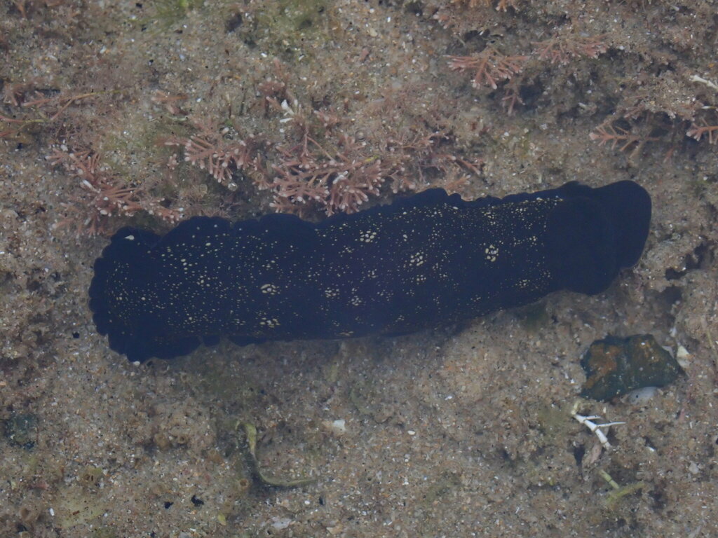 Black Doris from Woolgoolga NSW 2456, Australia on July 02, 2024 at 09: ...