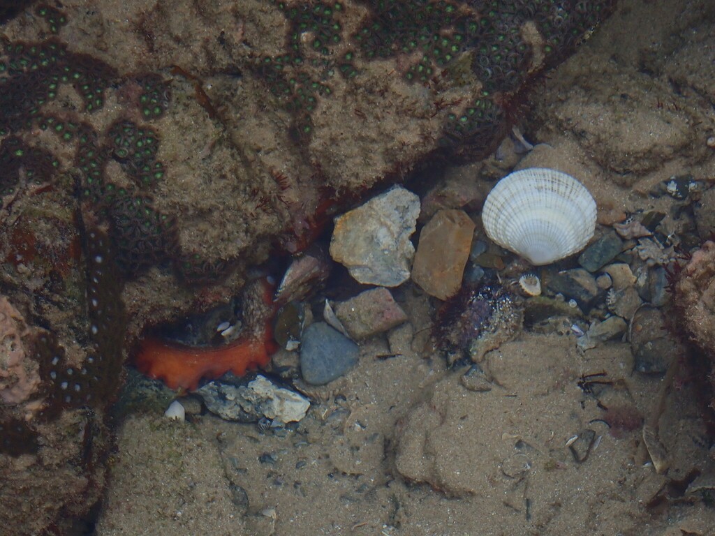 Codakia rugifera from Woolgoolga NSW 2456, Australia on July 02, 2024 ...