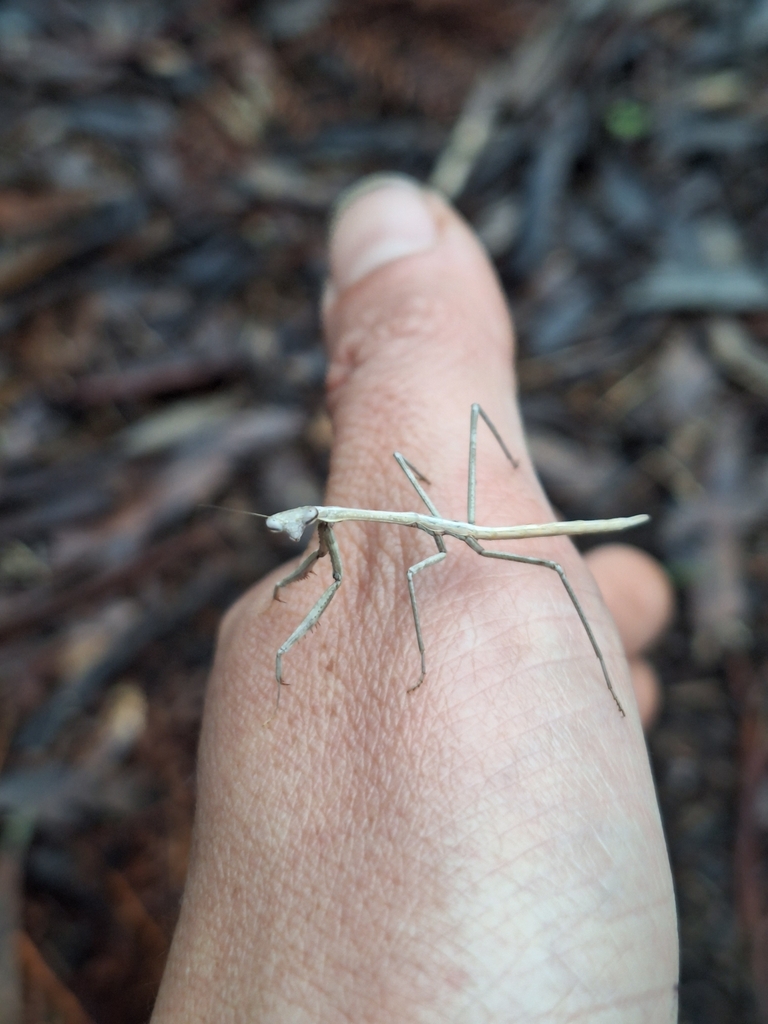 Australian Stick Mantis from Brunswick Heads NSW 2483, Australia on ...